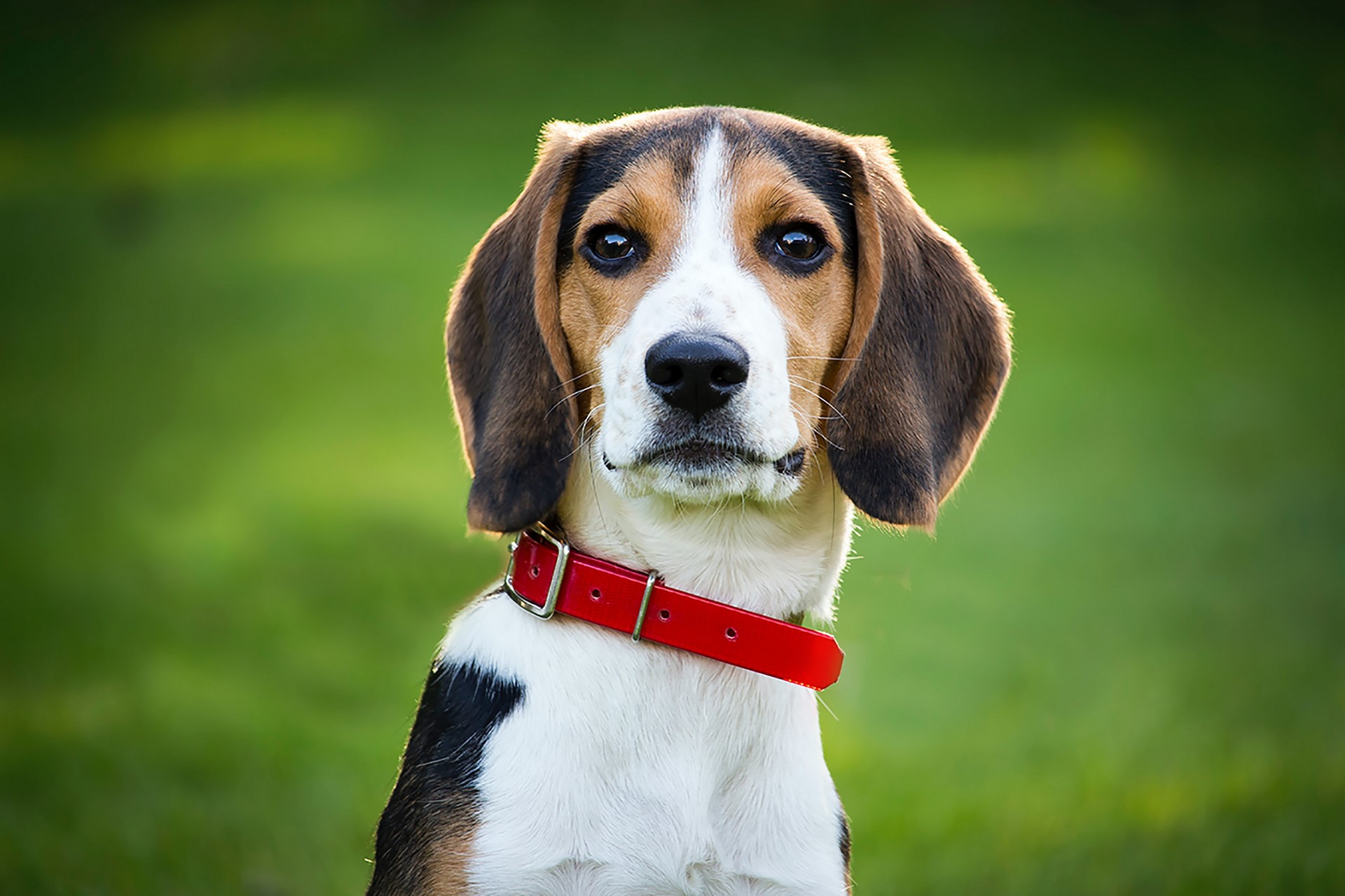 Hypothyroïdie et troubles du comportement du chien (1) : quand y penser ...